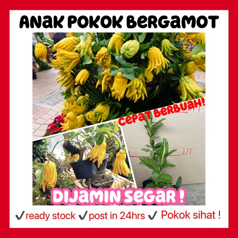 Rina • anak pokok bergamot • limau jari buddha harimau wangi citrus ...