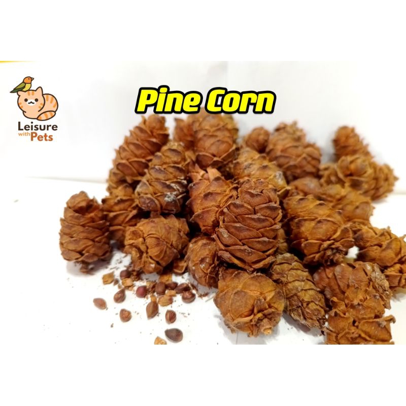 Pine Corn Untuk Parrot (Dalam ada pine seed untuk makan ) Sesuai Semua ...