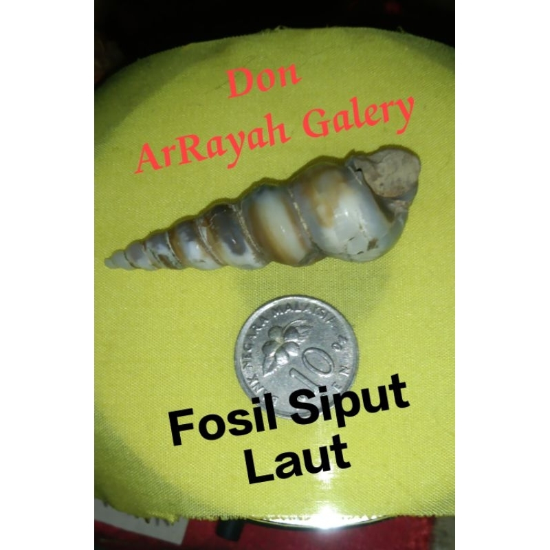 Siput Laut Batu/Fosil siput(Buntat) | Shopee Malaysia