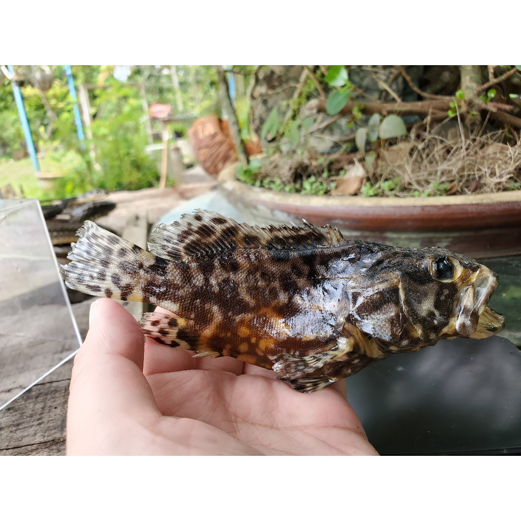 Resin- Real Fish specimen (Kerapu) Ready Stock | Shopee Malaysia