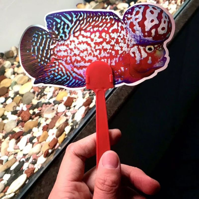 Flowerhorn Luohan Fish Playing Game Stick kamfa Cencu Super Red Dragon ...