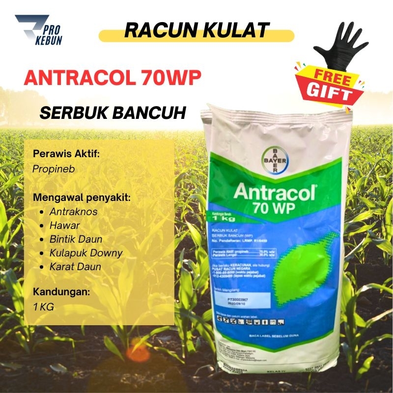 Antracol 70WP Racun Kulat Serbuk Racun Propineb 1kg Racun Kulat ...
