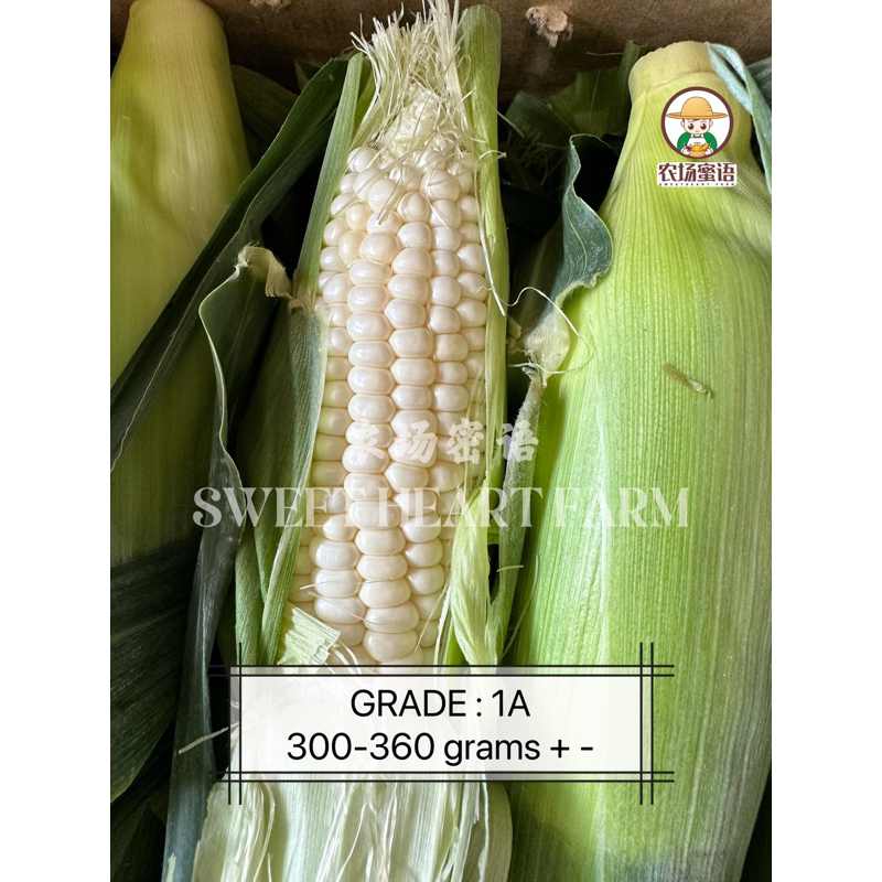 2A | 3A (6 PCS)Hokkaido White sweet Corn | jagung susu manis | 💯Cameron ...