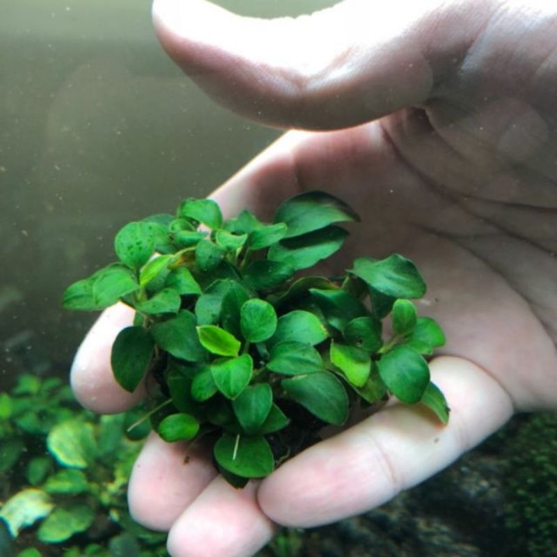 Anubias Mini Series: Petite, Glabra, Golden Mini, MiniCoin, DarkJade ...