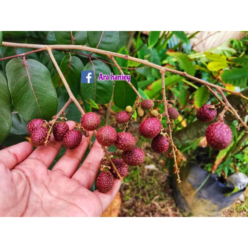 Longan Ruby Merah(Clear Stock) | Shopee Malaysia