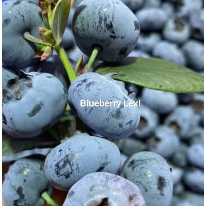 KKB Blueberry Lexi, Lexii | Shopee Malaysia