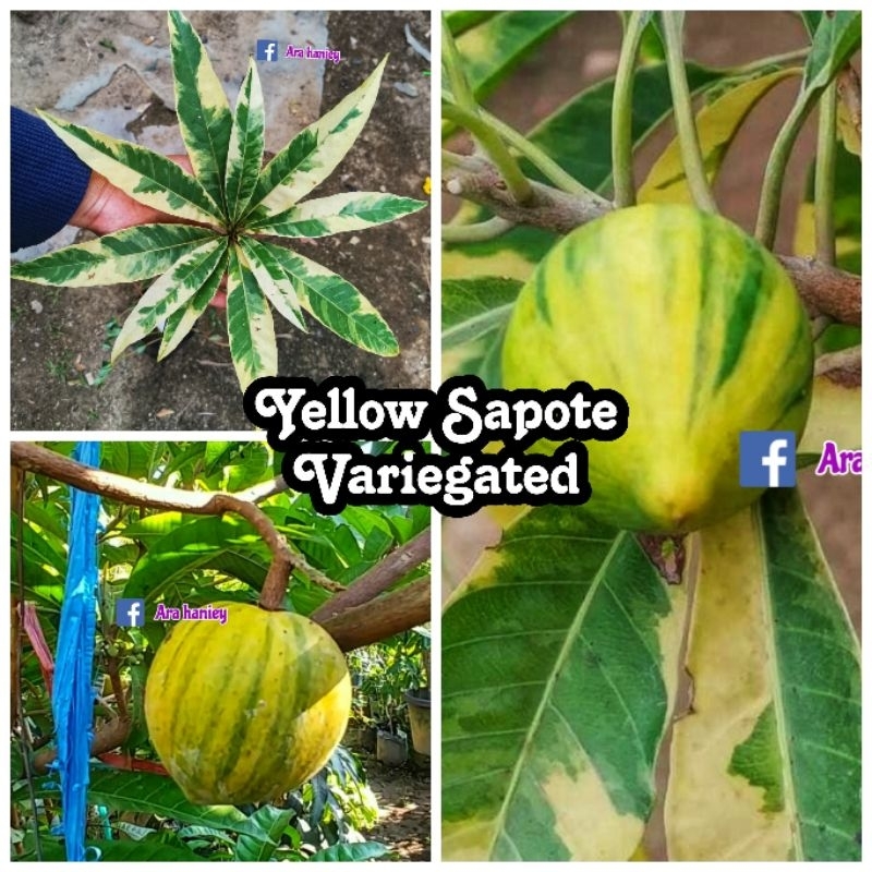 yellow sapote variegated(Rare collection) | Shopee Malaysia