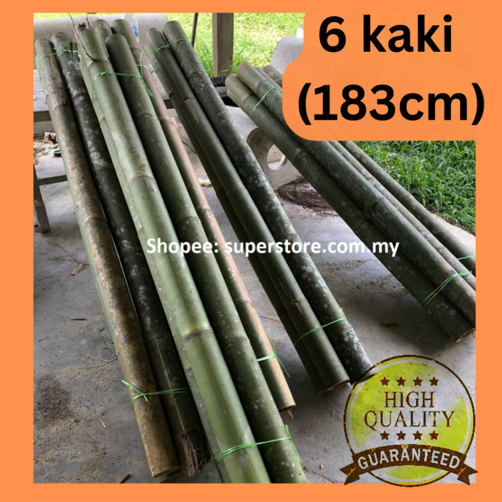 Buluh Belum Belah 6 kaki/Buluh Bulat/Bamboo Stake/Buluh Pancang/Bamboo ...