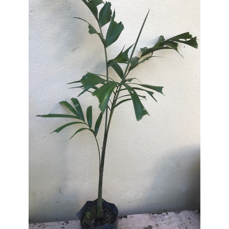 anak pokok pinang ekor tupai besar dlm polybag | Shopee Malaysia