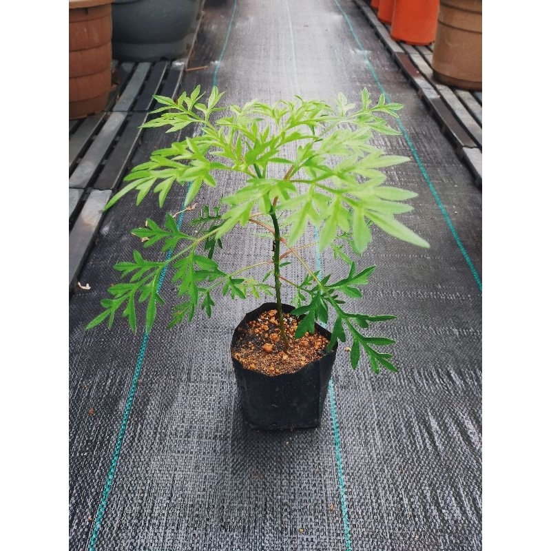 Pokok Ulam Raja Sayur | Shopee Malaysia