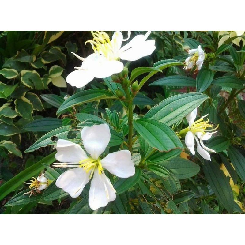 Senduduk Putih - Pokok Ubat | Shopee Malaysia