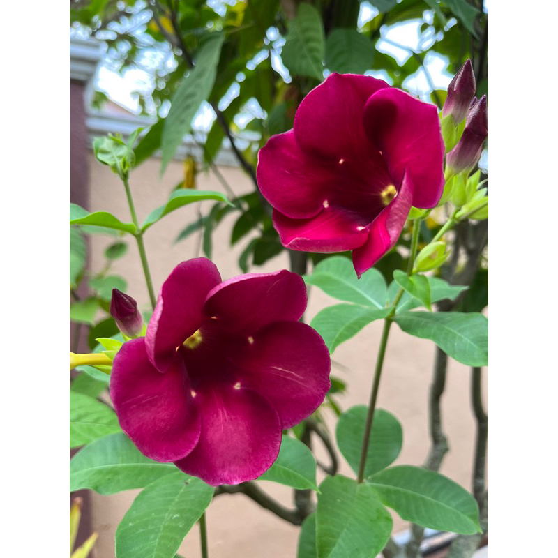 Anak pokok bunga allamanda pink, cream selapis dan double stencil ...