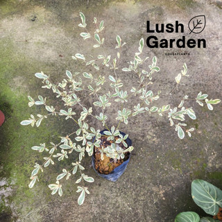 Bucida Variegated / Bucida Batik / Pokok Doa 布西达蜡染 花叶雨伞树 Outdoor Live ...