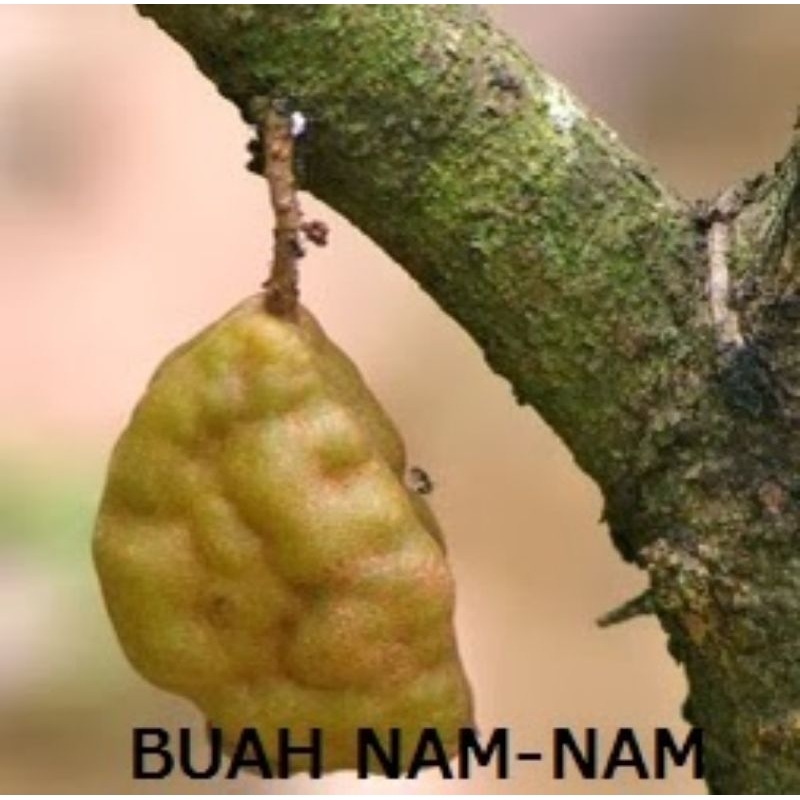 ANAK POKOK NAM NAM (KTAK PURU) | Shopee Malaysia