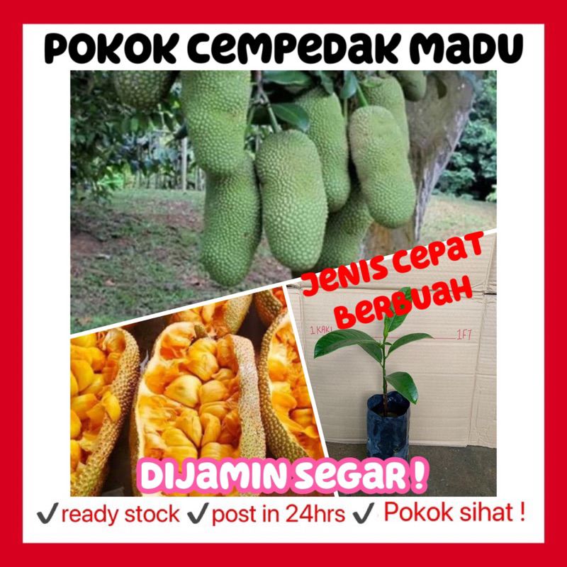 RINA • pokok cempedak madu • ch28 fruit sapling real plant cepat ...