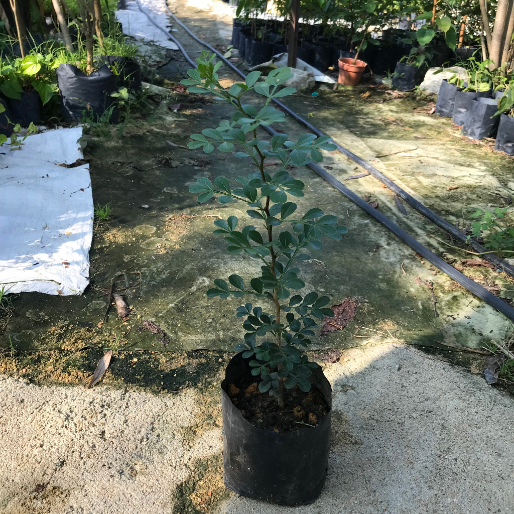 Vilvam Indian Bael / Vilvam / Aegle marmelos / Bilva Live Plant/Vilam ...