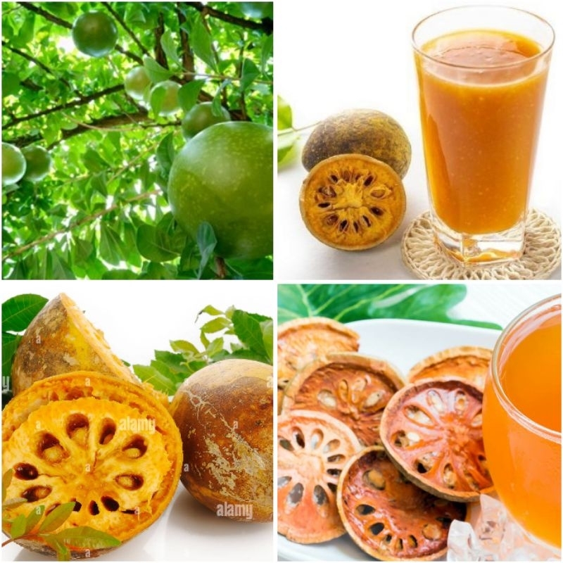 Pokok Herba Indian Bael Delima Batu wood apple Aegle Marmelos Bengal ...