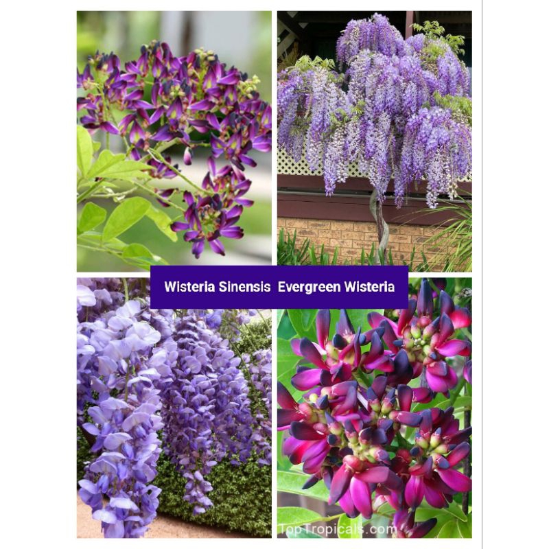 KKB Wisteria Sinensis (Chinese Wisteria), Evergreen Wisteria (Wisteria ...