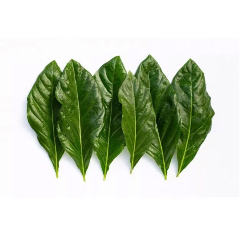 Daun Mengkudu/ Noni leaves/ Daun Bertungku Tradisional (1pack 50 helai ...