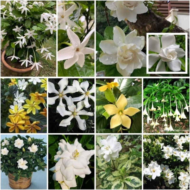 Pokok Bunga Gardenia Australia Bunga Cina Vietnam Kula Gajah Shooting ...