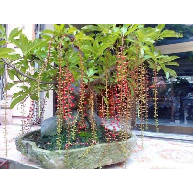 Pokok Putat Mini bonsai Herbs hiasan buah | Shopee Malaysia
