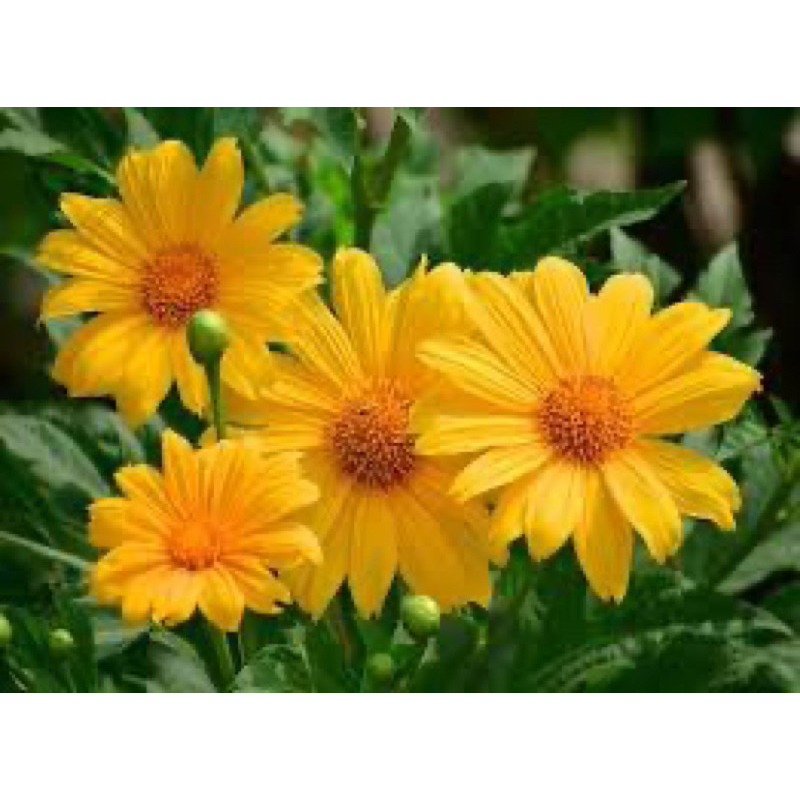 5 Keratan Pokok Bunga Matahari Insulin / Paitan / Mexican Sunflower ...