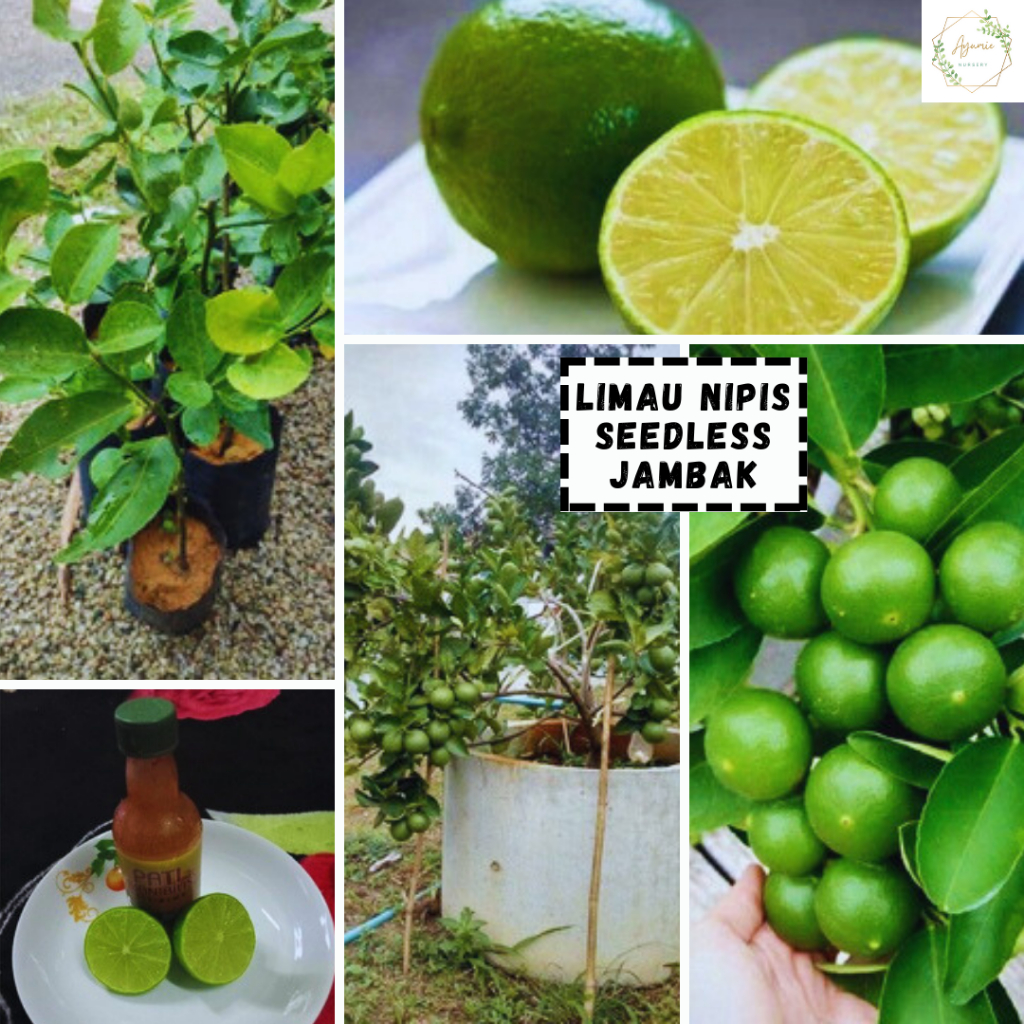 Pokok Limau nipis seedless hybrid(jambak) | Shopee Malaysia