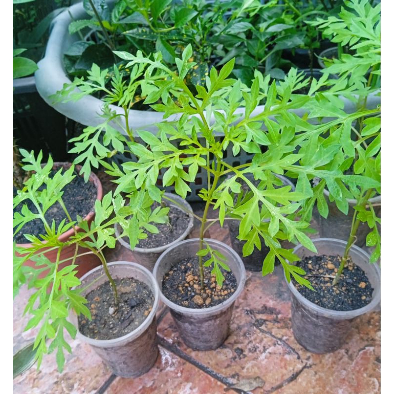anak pokok ulam raja/cosmos caudatus/帝皇乌蓝 | Shopee Malaysia