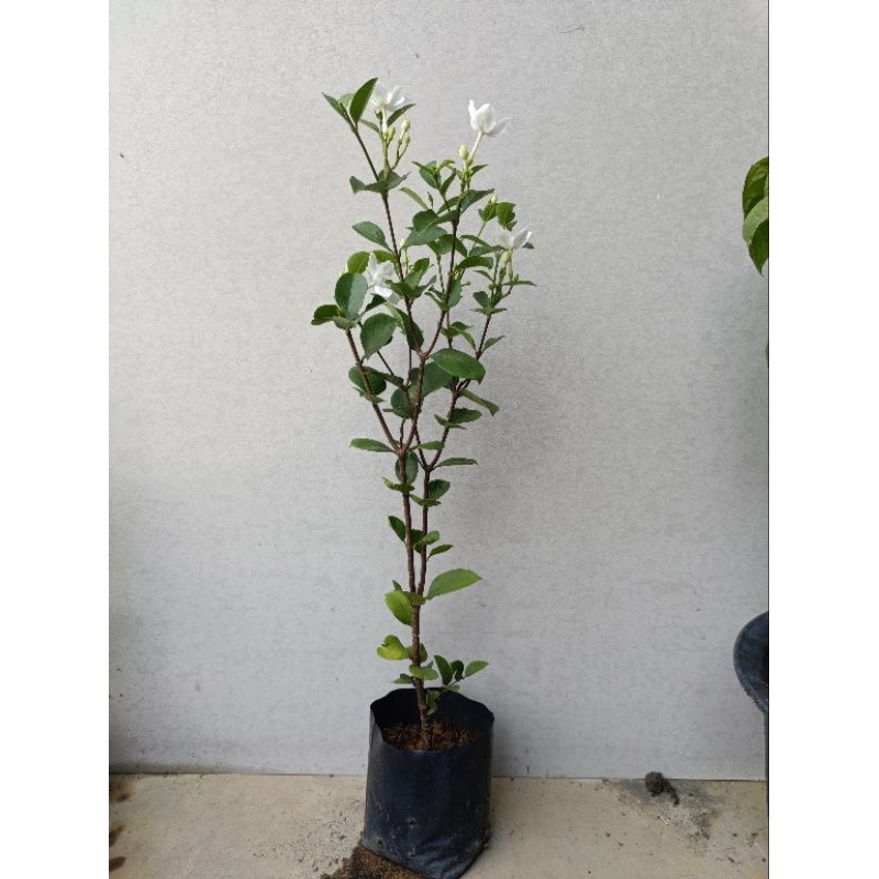 Thai Jasmine / Bunga Melati (Pokok Tinggi 2-3 feet) | Shopee Malaysia