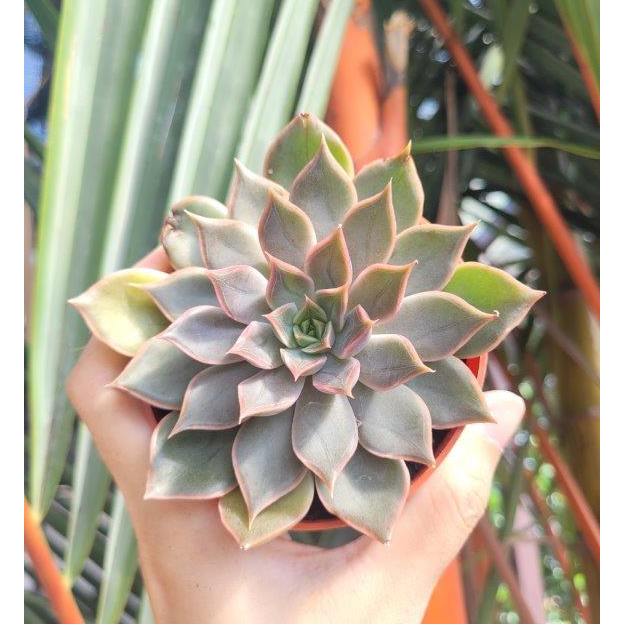 Big Rare Multi-headed Succulent 8.5cm Pot (Self Pick一物一拍) | Shopee Malaysia