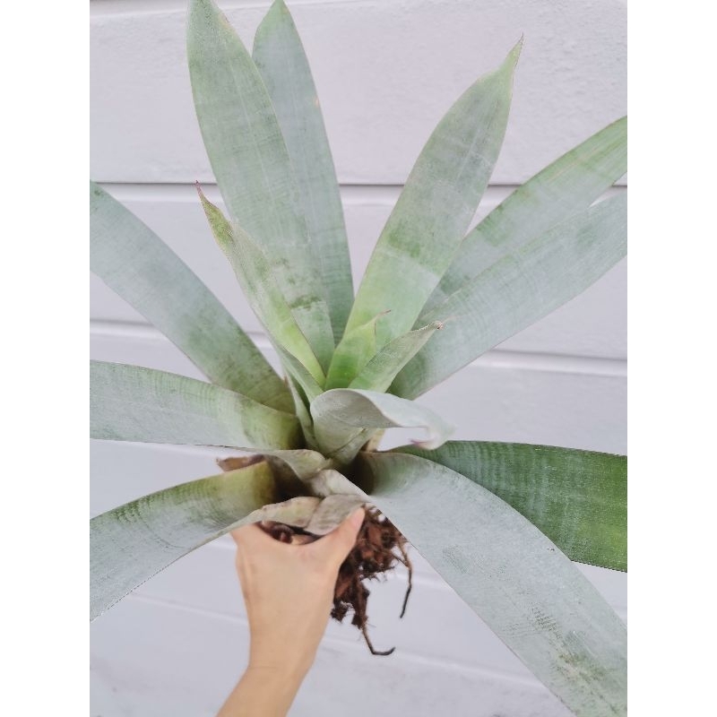 Alcantarea Odorata Silver/Giant bromeliad | Shopee Malaysia