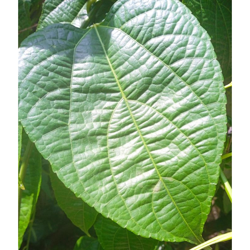 daun sacha inchi segar(20helai)/新鲜印加果叶片（20片） | Shopee Malaysia