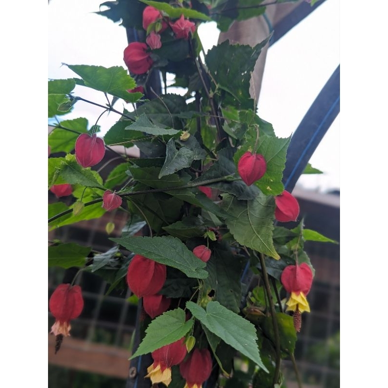Keratan bunga abutilon megapotamicum 2 keratan | Shopee Malaysia