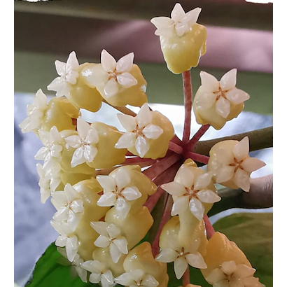 NH ** Hoya cv KB20 ** Rare **B Wax Plant | Shopee Malaysia