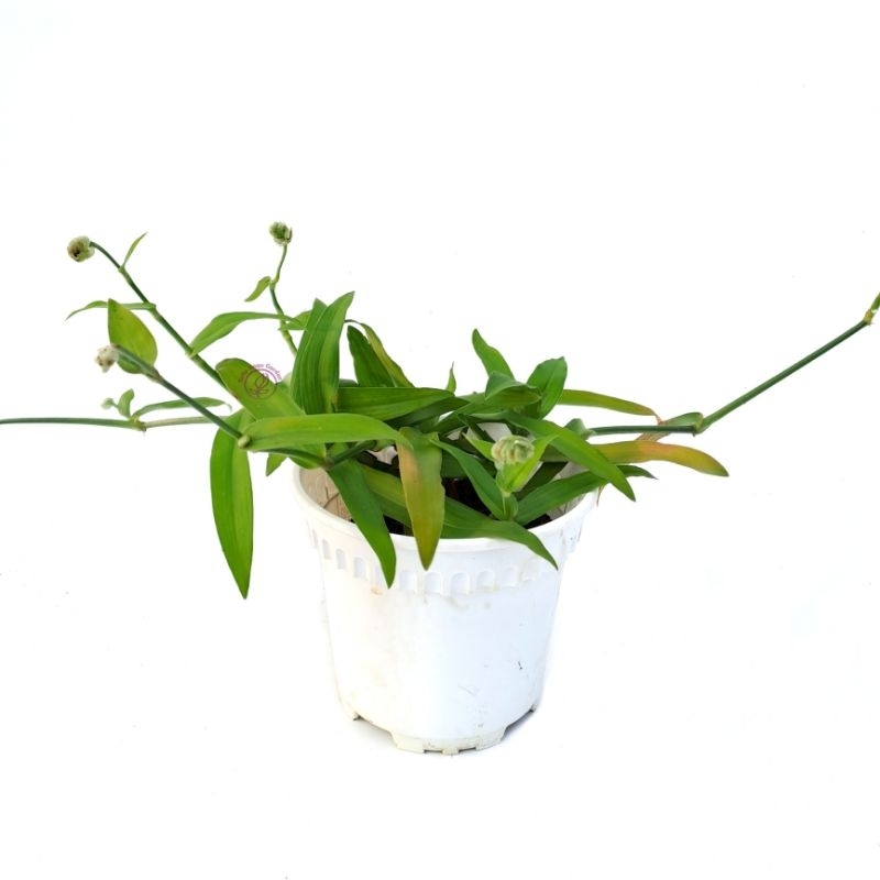 Pokok Rumput Siti Khadijah (For Cancer) | Shopee Malaysia