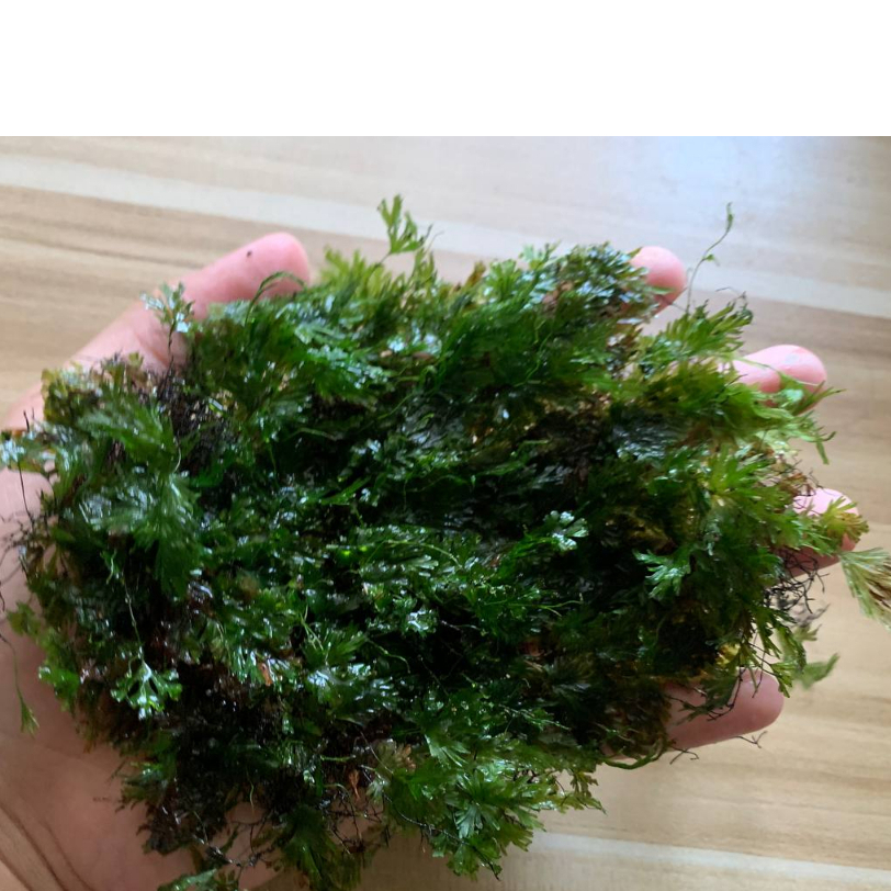 Forest Moss Lumut Hutan Paludarium Terrarium Vivarium Terrestrial Moss ...