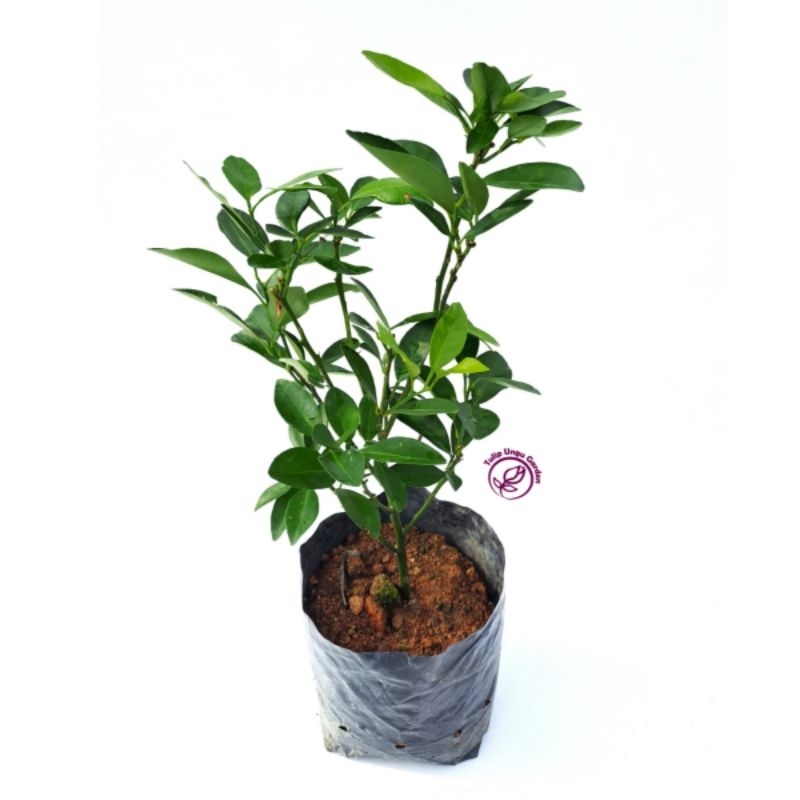 Pokok Limau Kasturi / Plant Live / Pokok Sayur | Shopee Malaysia
