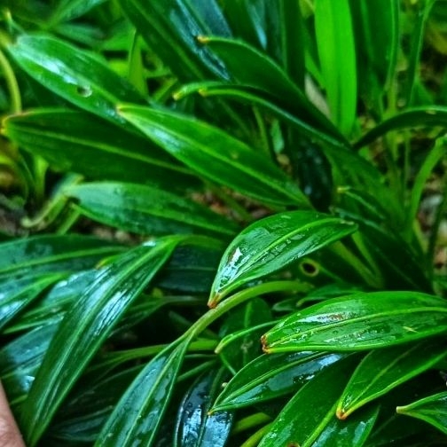 Aridarum Sabertooth (Stalk) Super Rare aquatic plant for aquarium ...