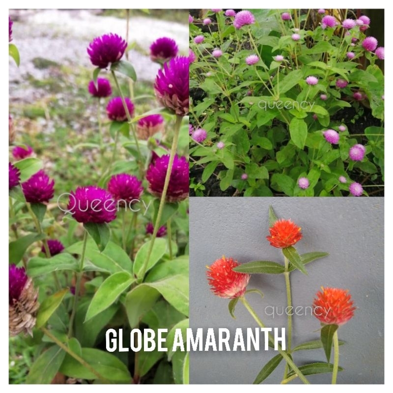 Biji Benih Bunga Butang/ Bunga 40 hari /Globe Amaranth seeds | Shopee ...