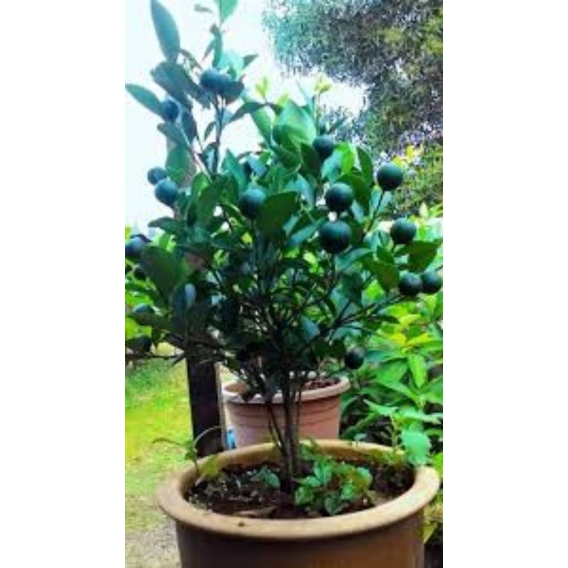 Pokok Limau Kasturi Saiz Besar Sudah Berbuah | Shopee Malaysia