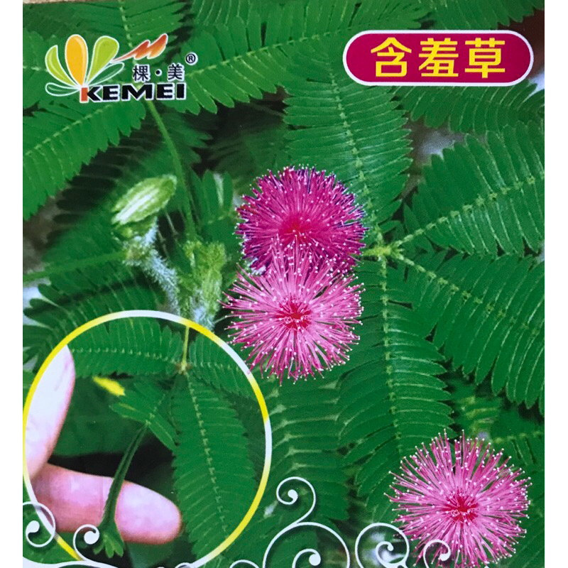 #Mimosa seeds 8pcs#Biji benih semalu 8pcs#含羞草8pcs | Shopee Malaysia