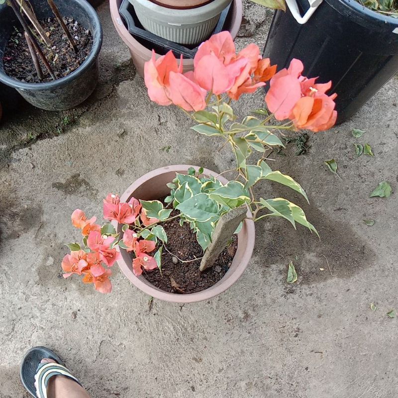 ANAK POKOK BUNGA KERTAS BUNGA PUTIH/OREN TAHAN PANAS | Shopee Malaysia