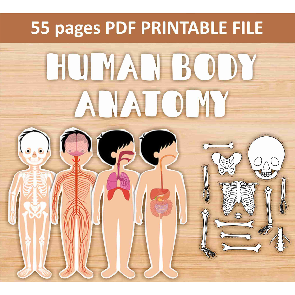 [Softcopy PDF] My Body Human Body Anatomy Busy Quiet Activity Book 55 ...