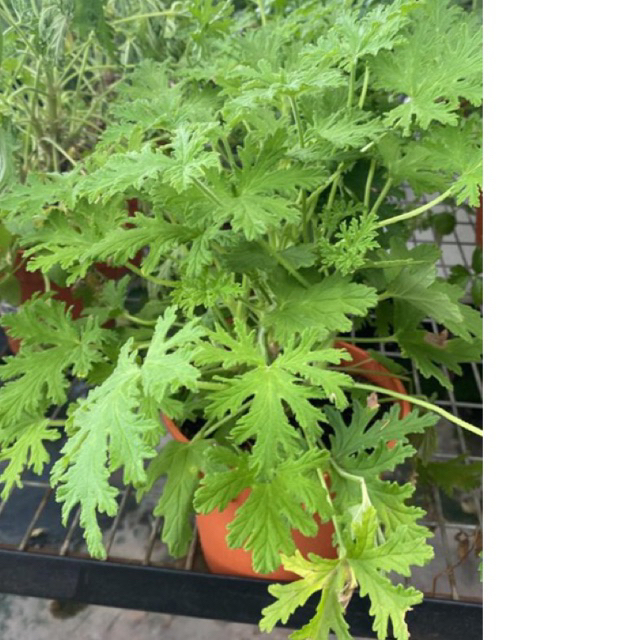 pokok halau nyamuk, JEREMIN boleh dibiak dr keratan batang dan juga ...