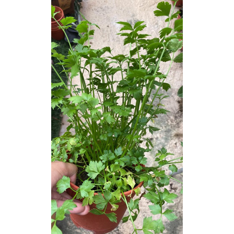 pokok daun Sup parsley live plant, pokok sup hidup | Shopee Malaysia
