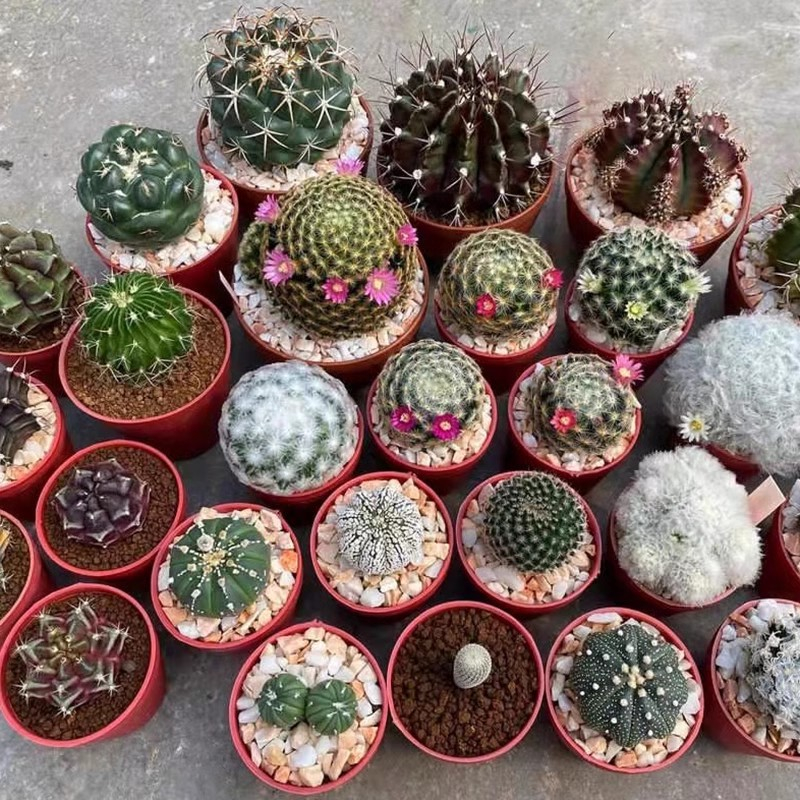 BUT 3 GET 1 FREE Cactus Combination with potted many succulent plants ...