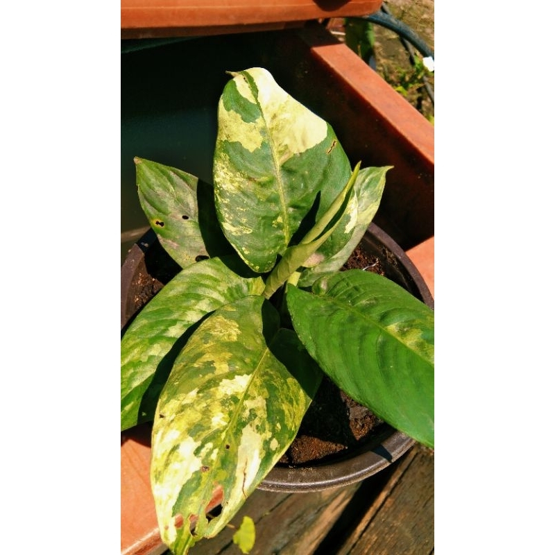 WALICHI VARIEGATED THAI / KELADI LINTAH MIX | Shopee Malaysia