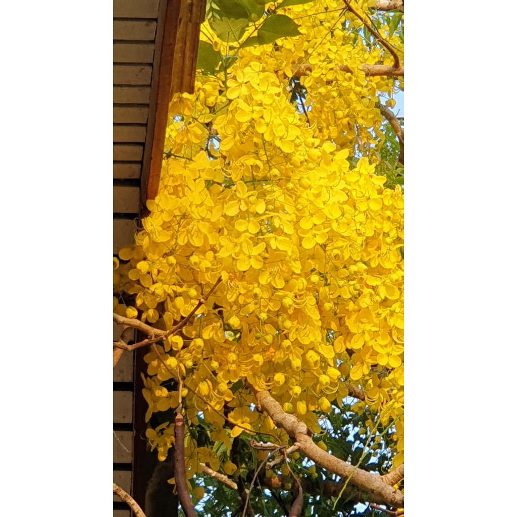 Pokok Bunga RARE Kelulut - 20 Biji Benih Cassia fistula (Golden Shower ...
