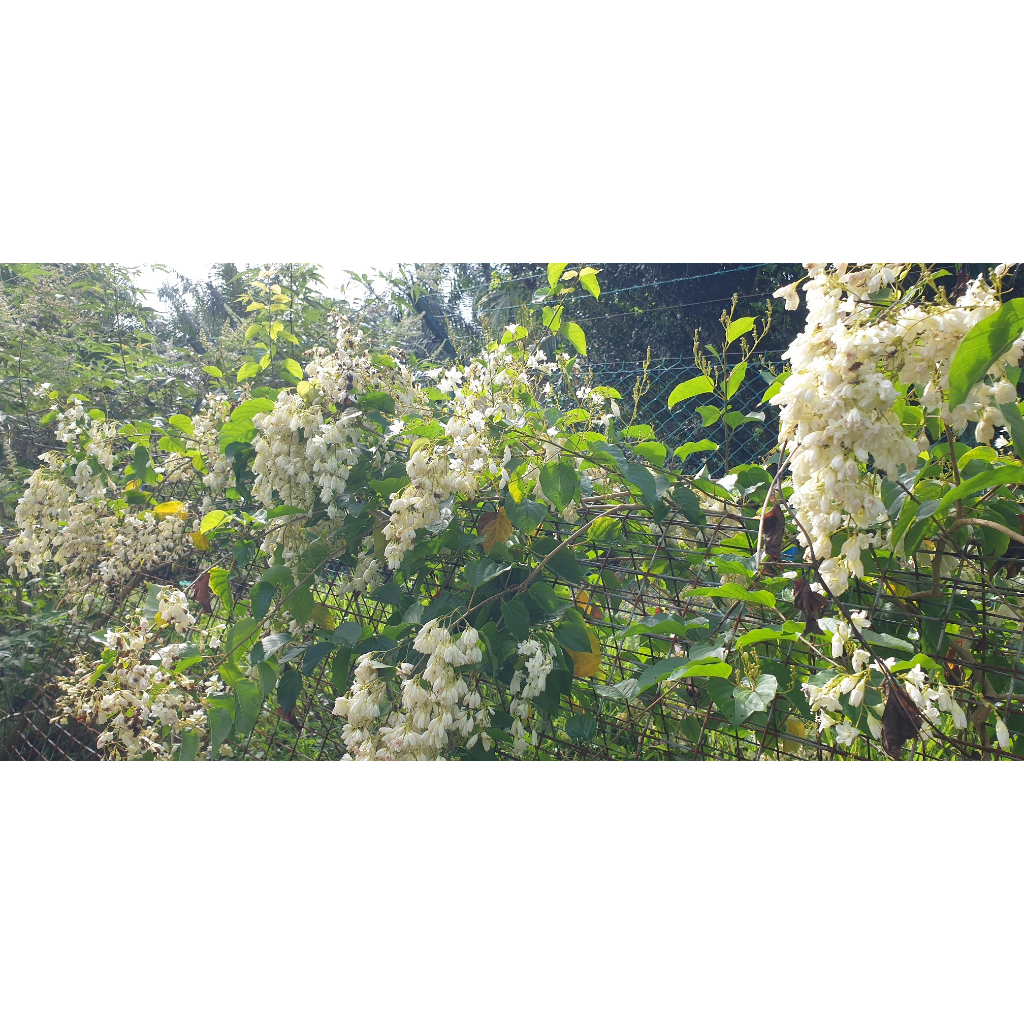 Porana Volubilis (3 x keratan) / Porona Volubilis Snow Vine flower ...