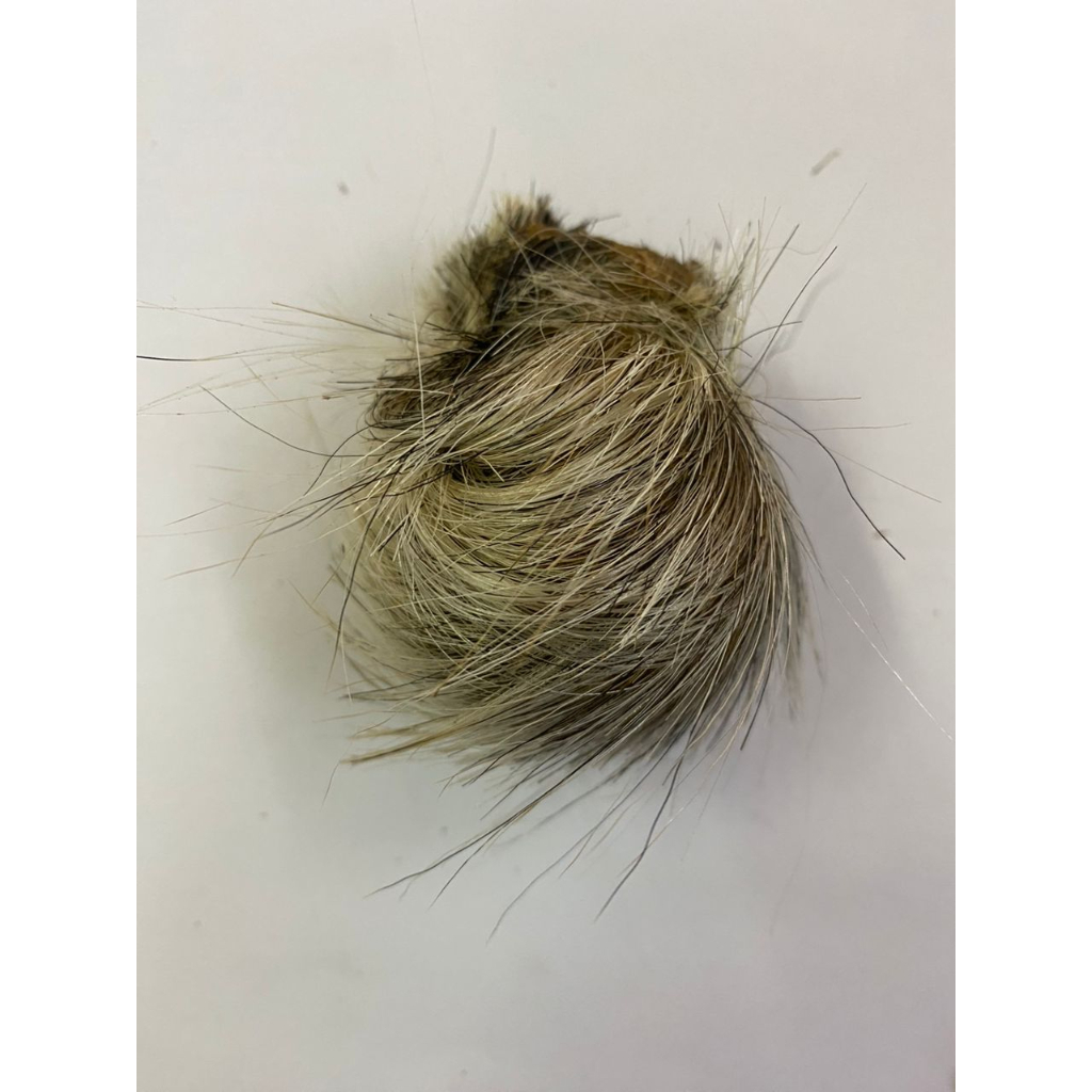 (KETUAT KIJANG) ORIGINAL100% KETUAT KIJANG RARE READY STOCK BUNTAT ...